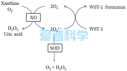 总超氧化物歧化酶(SOD)测定试剂盒(WST-1法)_爱普科学商城